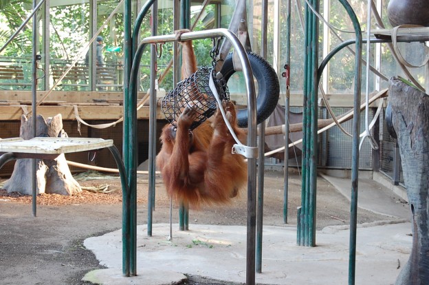 The Toronto Zoo In The Winter - The Curious Creature
