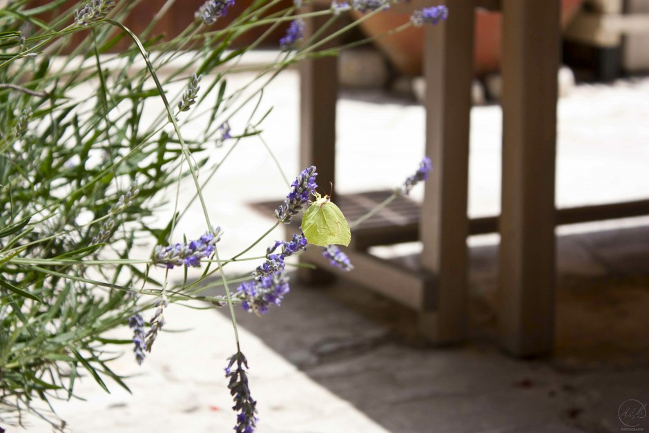 A Stay In The Mountains: Vavla Rustic Retreat - Cyprus - The Curious ...