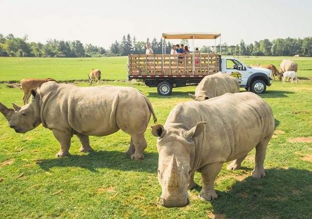 Tips For An Amazing Day At African Lion Safari - The Curious Creature